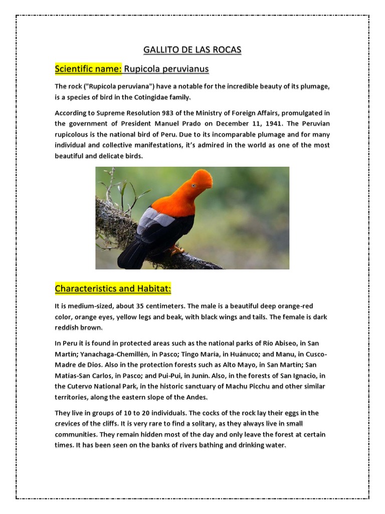 Gallito de Las Rocas Ingles Avance | PDF | Birds | Organisms