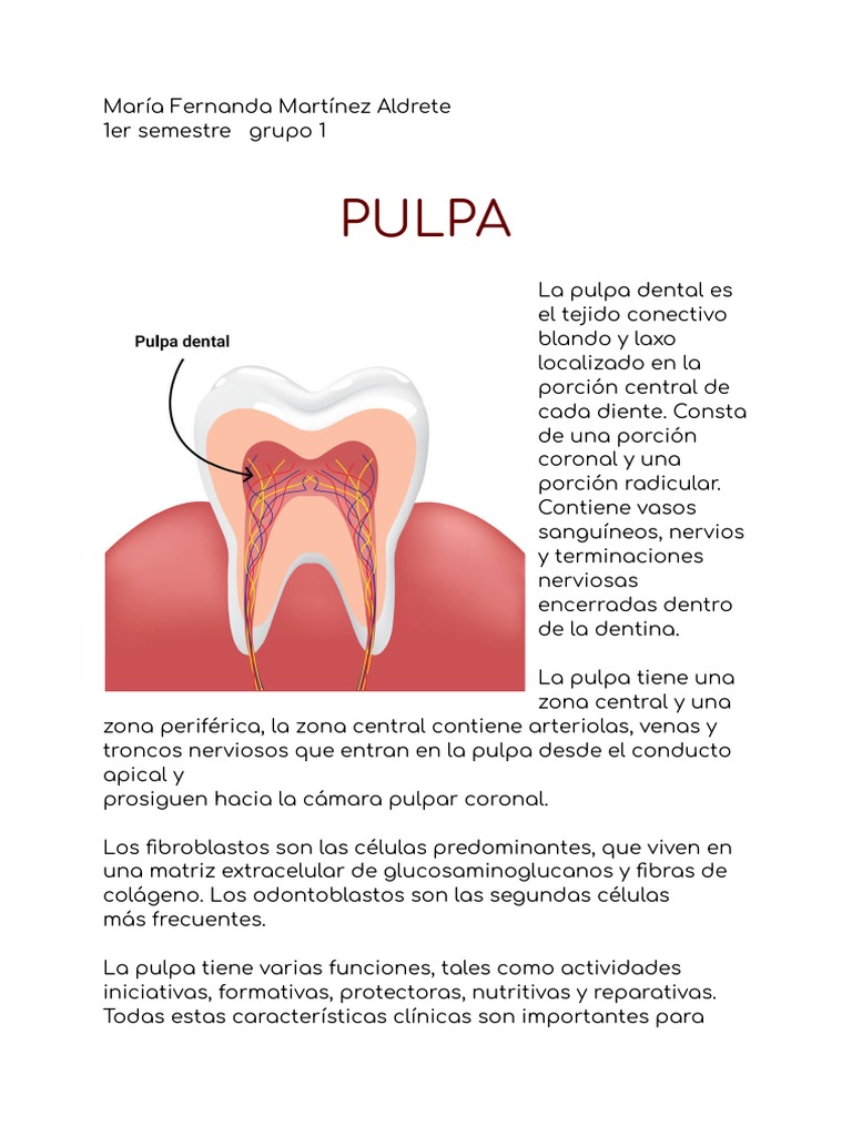 Anatomía y funciones de la pulpa dental | PDF | Axon | Anatomía