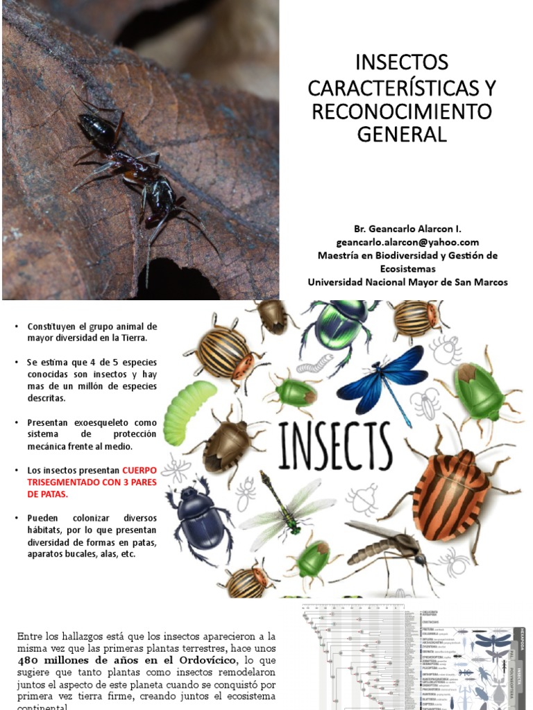 Clase Insecta | PDF | Insectos | Crisálida