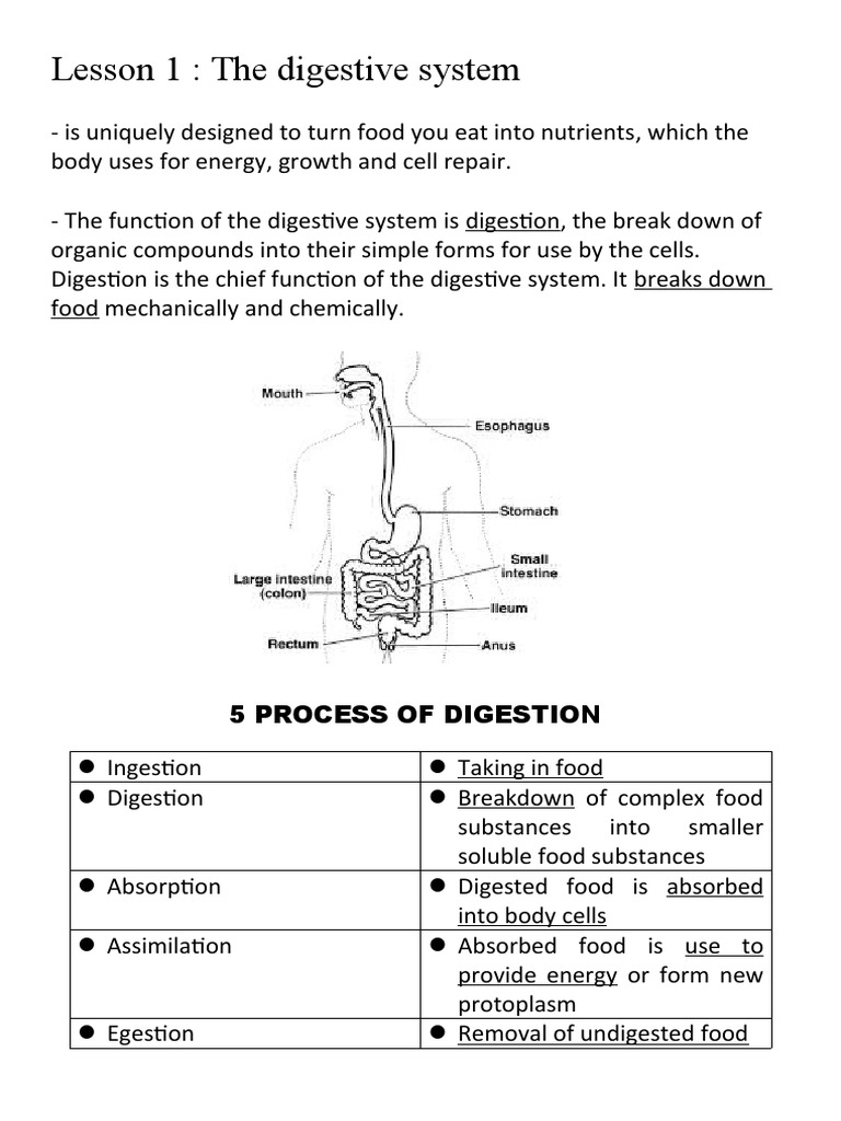 The Digestive System - Q4 M1 | PDF | Digestion | Human Digestive System