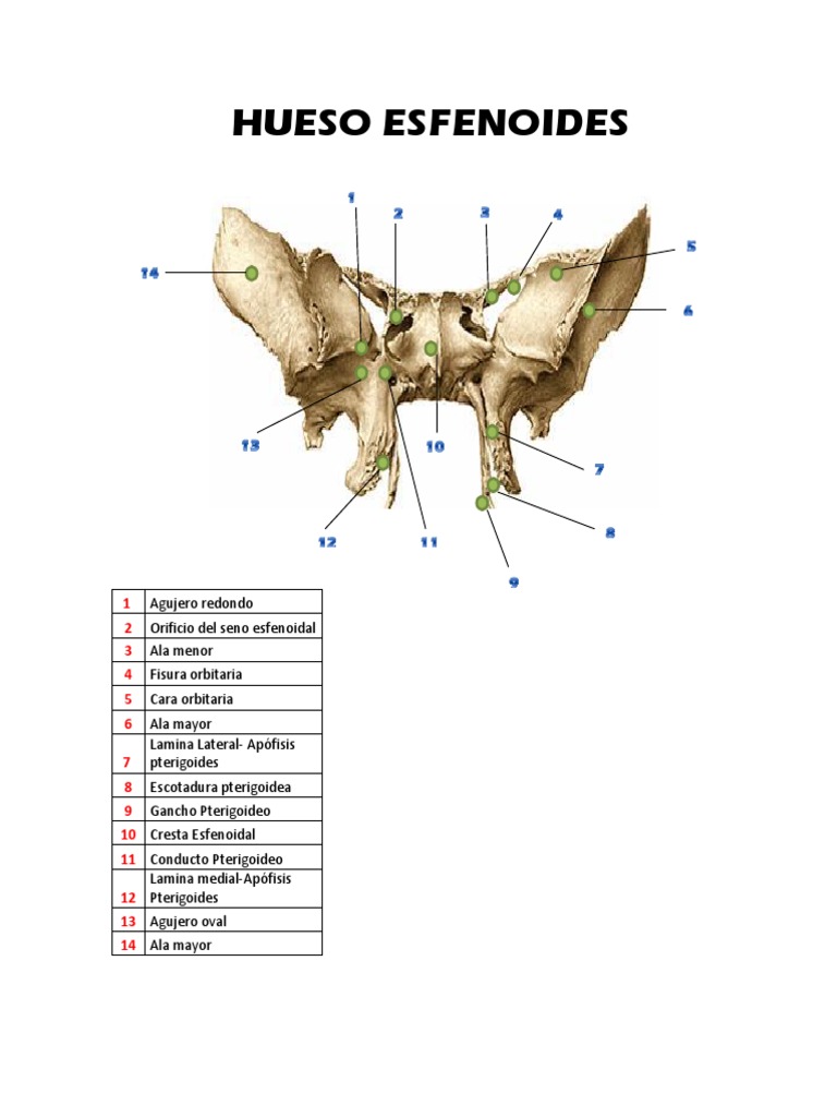 HUESO ESFENOIDES | PDF