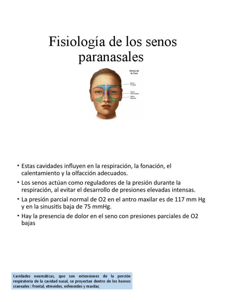 Fisiología de los senos paranasales | PDF | Sistema esquelético | Cara