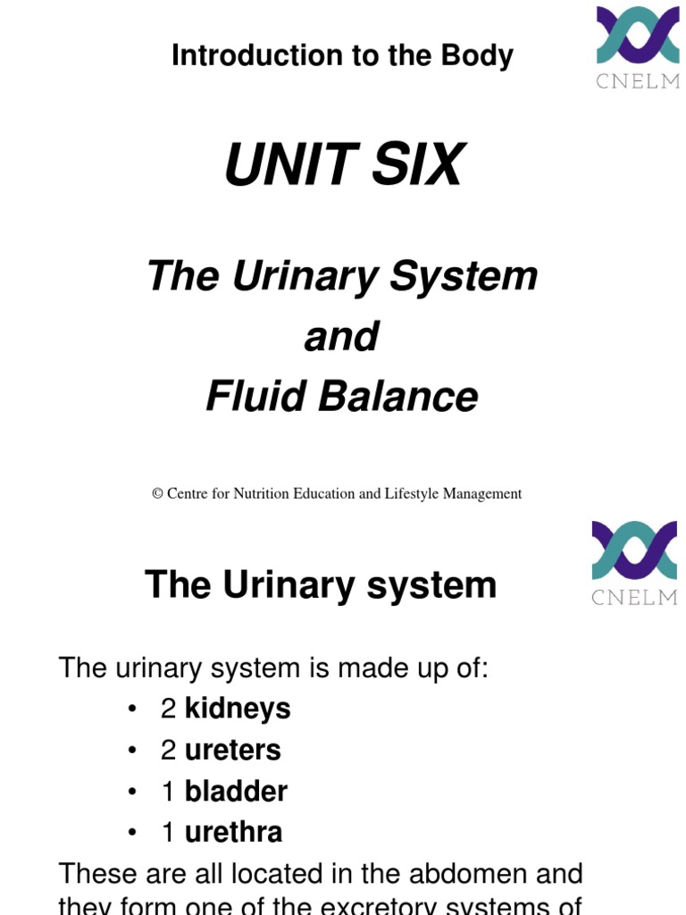 Unit 6-Urinary System (Slides) | PDF | Kidney | Urinary Bladder