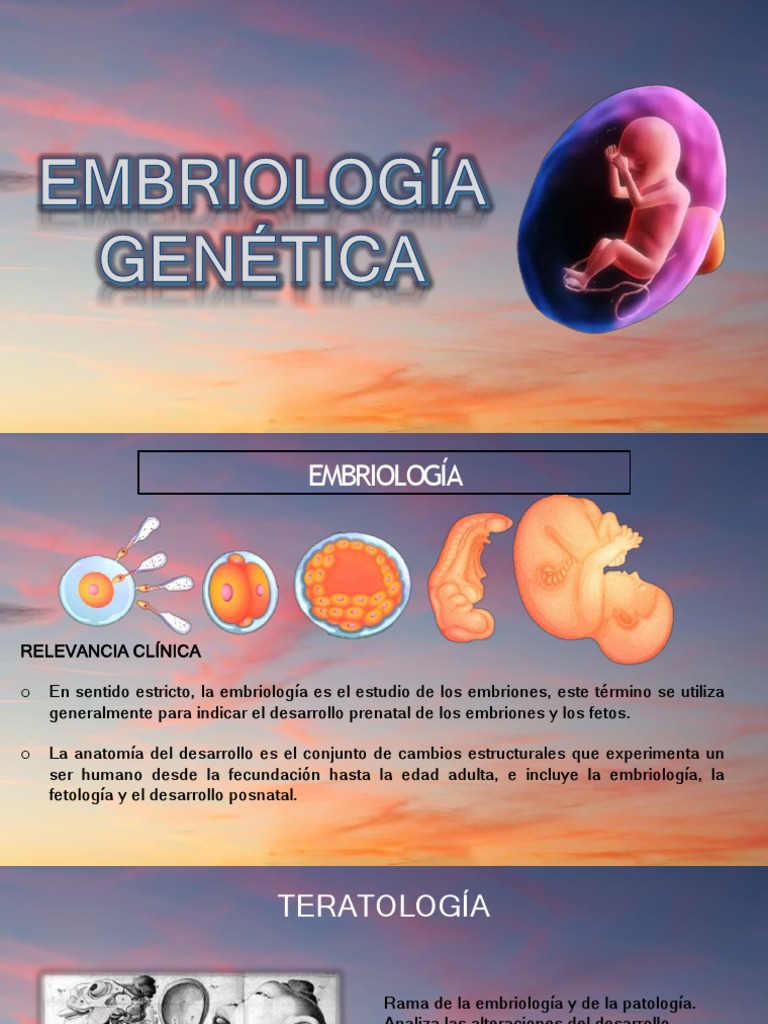 Embriología Genética Tema 1 y 2 | PDF | Ciclo menstrual | Ovario