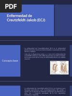 Anatomía del Músculo Coccígeo | PDF | Pelvis | Anatomía humana