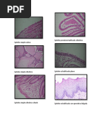 Retortamonas Intestinalis | PDF | Especialidades Medicas | Microbiología
