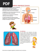 Sistema Respiratorio para Quinto Grado | PDF | Pulmón | Sistema ...