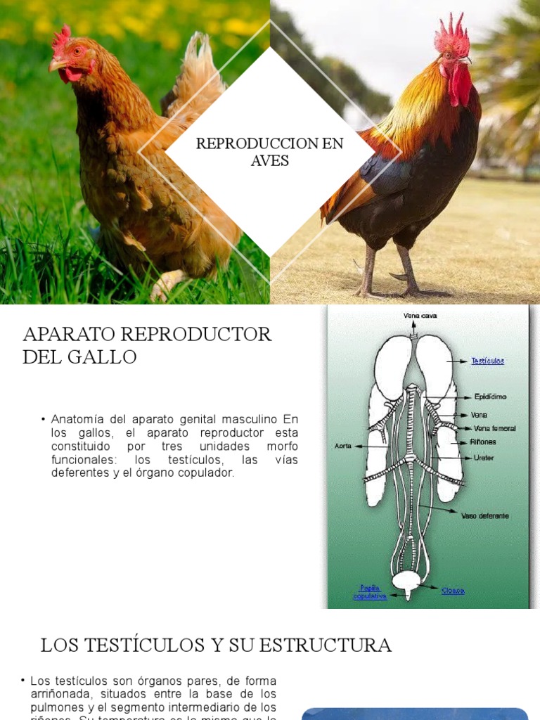 Reproduccion en Aves | PDF | Sistema reproductivo | Testículo