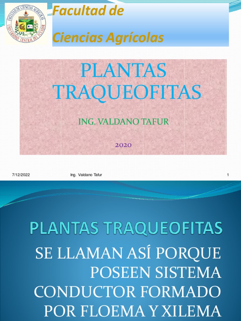 Plantas Traqueofitas | PDF | Plantas | Botánica