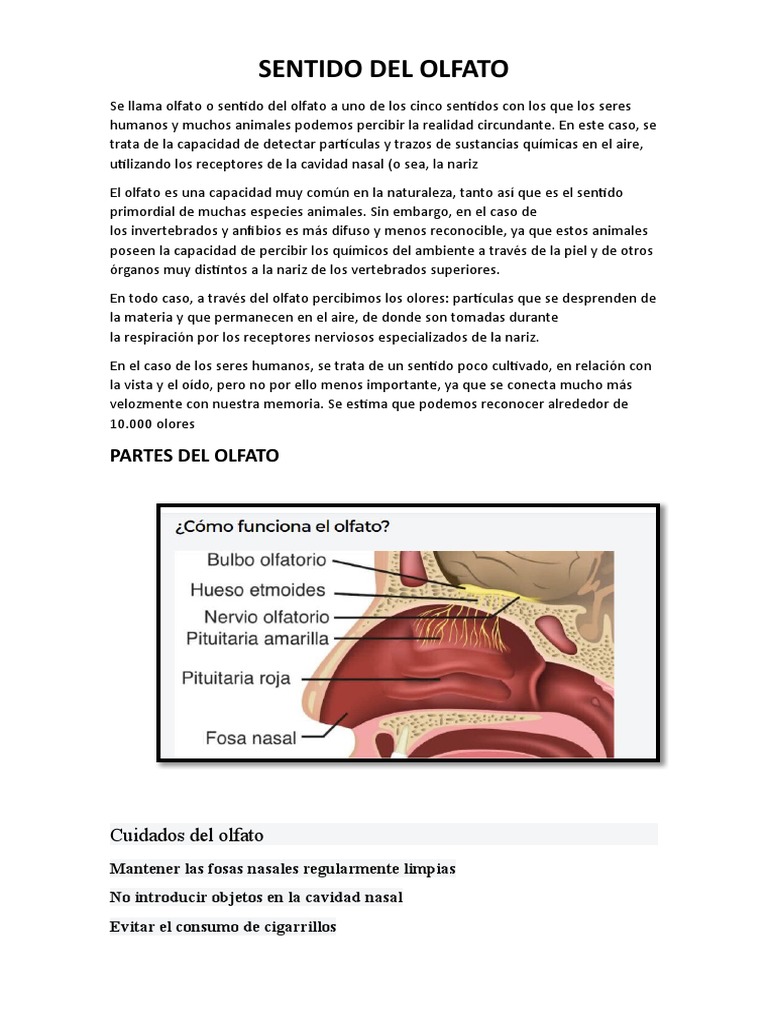 El sentido del olfato: funciones y partes | PDF