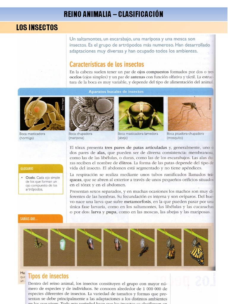 Reino Animalia - Los Insectos S6 | PDF