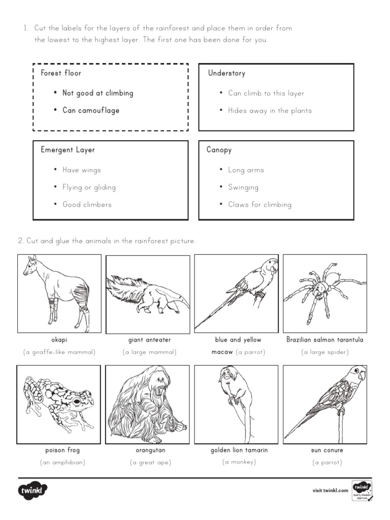 animals rainforest | PDF