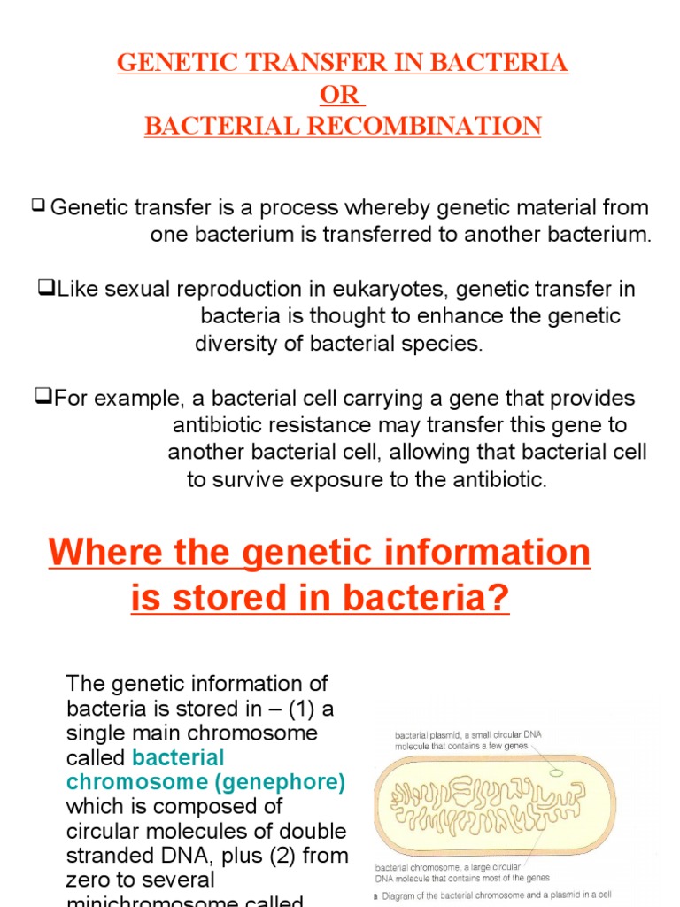 Bacteria-Genetic Transfer | PDF | Plasmid | Transformation (Genetics)