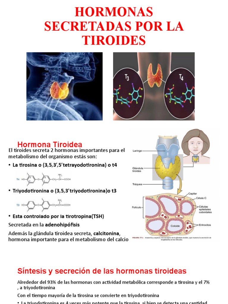 Tiroides Presentacion | PDF | Hormona estimulante de la tiroides | Tiroides