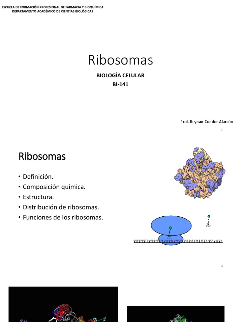 Estructura y Función de Ribosomas | PDF | Ribosoma | Citoplasma