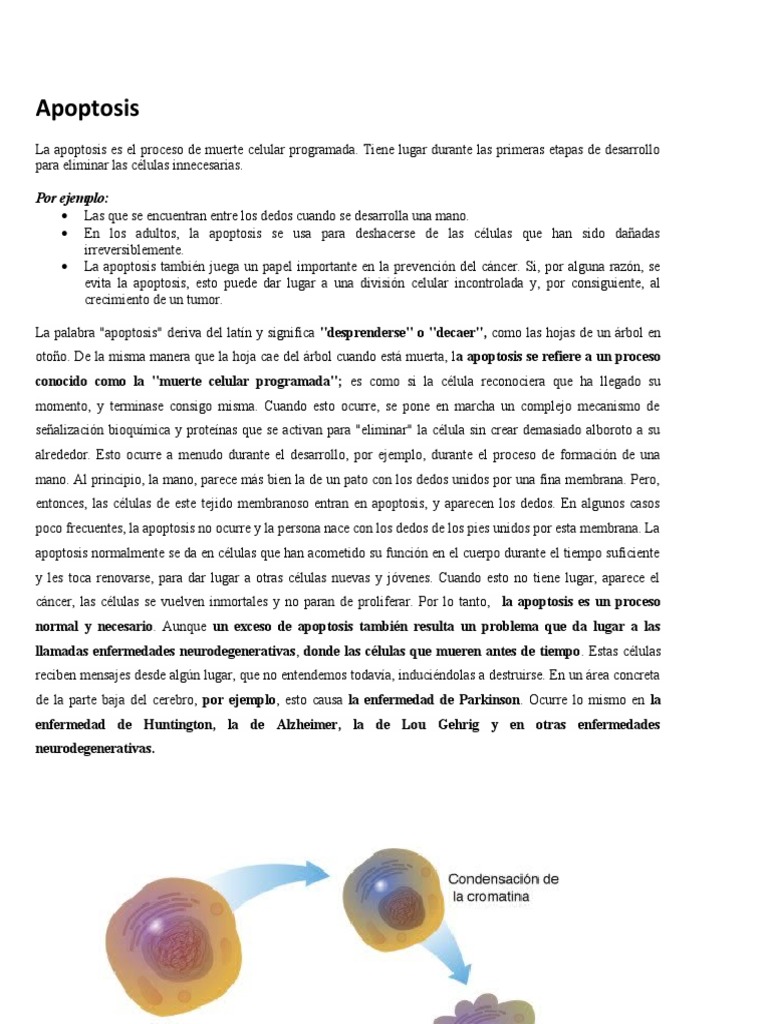 Apoptosis | PDF | Apoptosis | Biología