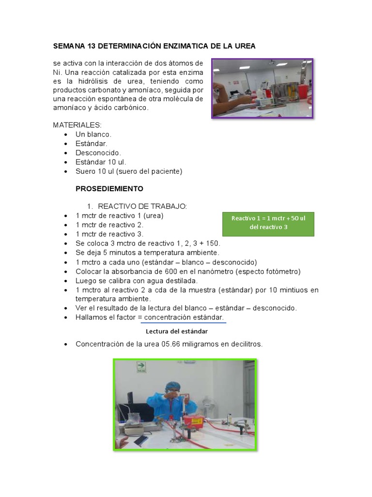 SEMANA 13 DETERMINACIÓN ENZIMATICA DE LA UREA | PDF | Urea | Amoníaco