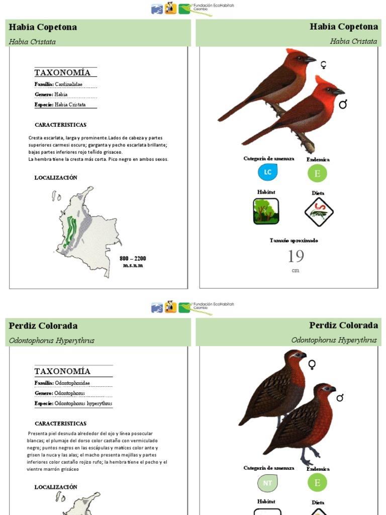 Fichas Aves Endemicas | PDF | Ornitología | Aves