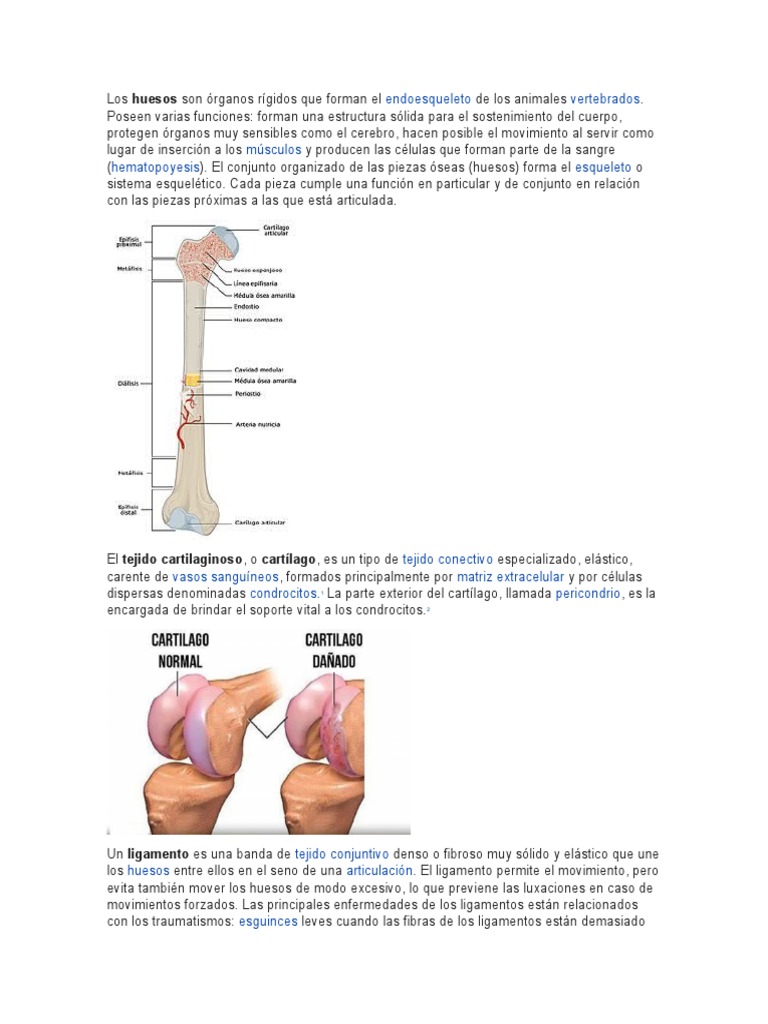 Los Huesos Son Órganos Rígidos Que Forman El Endoesqueleto de Los ...