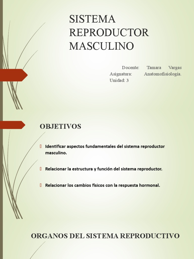Anatomía del Sistema Reproductor Masculino | PDF | Testículo | Anatomía