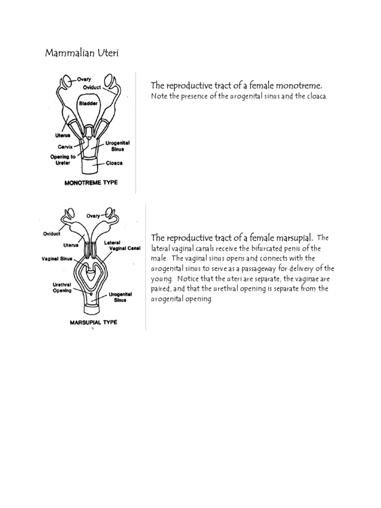 Types of Mammalian Uteri Explained | PDF