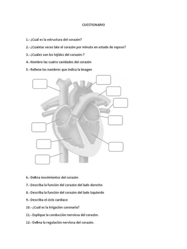 Cuestionario Sistema Circulatorio. | PDF