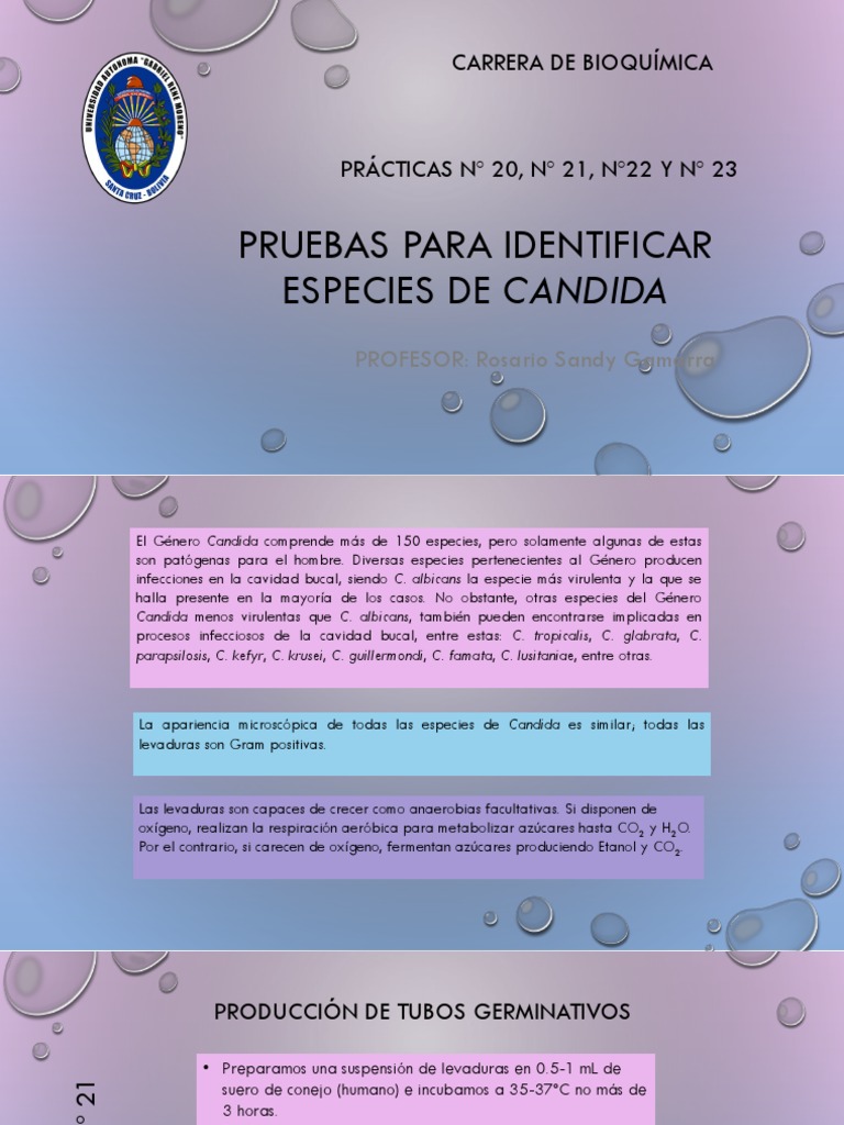 PRUEBAS PARA IDENTIFICAR ESPECIES DE CANDIDA | PDF | Levadura | Enzima
