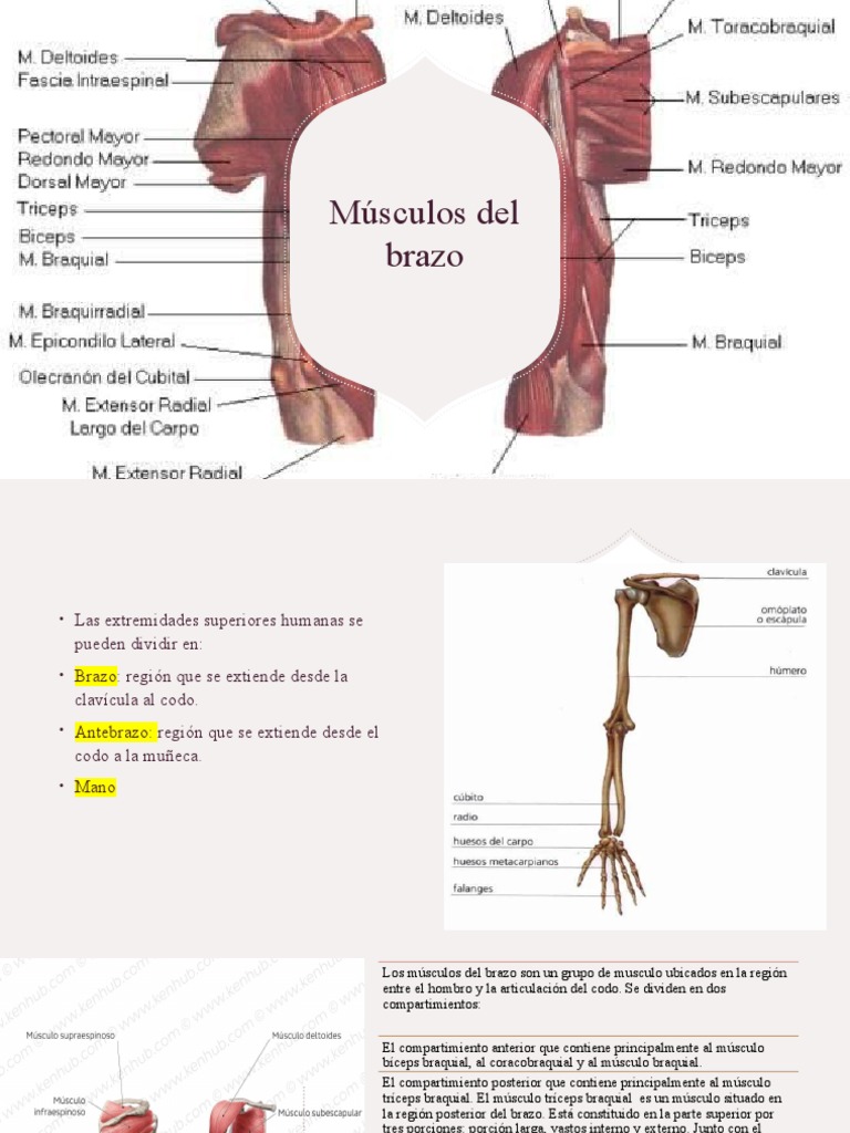 Músculos del Brazo: Bíceps y Tríceps | PDF | Salud y bienestar