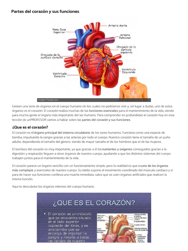 Partes Del Corazon y Sus Funciones | PDF | Ventrículo (corazón) | Corazón