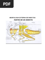 Anatomia de La Mosca Presentacion | PDF