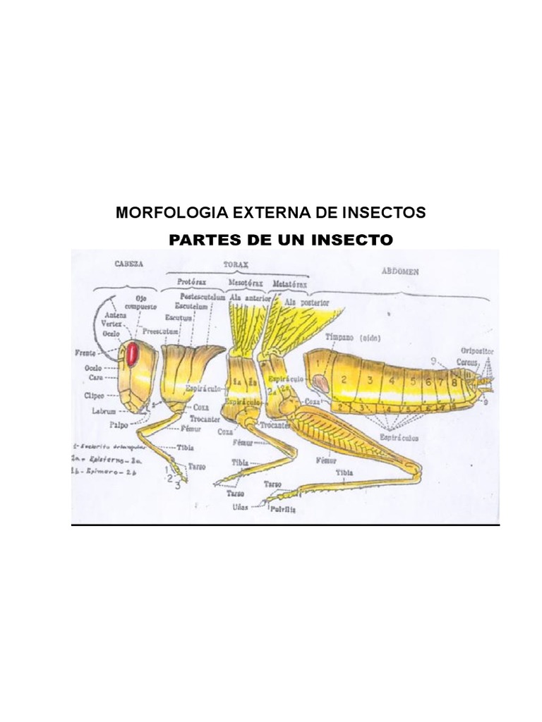 RESUMEN ENTOMOLOGÍA PARA EL PARCIAL (1) | PDF | Insectos | Sistema digestivo humano