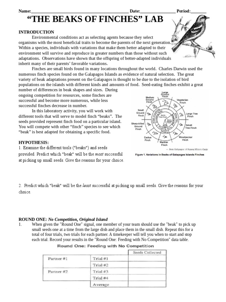 14 Answer Key Beaks of Finches Lab | PDF | Adaptation | Natural Selection
