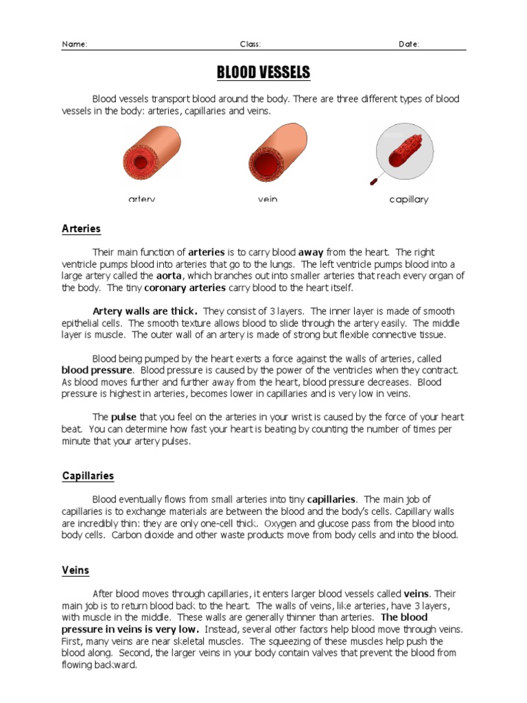 Blood Vessels: Structure and Function | PDF | Artery | Vein