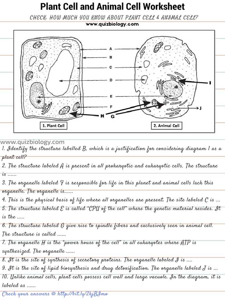 Plant cell and Animal cell worksheet (1) | PDF