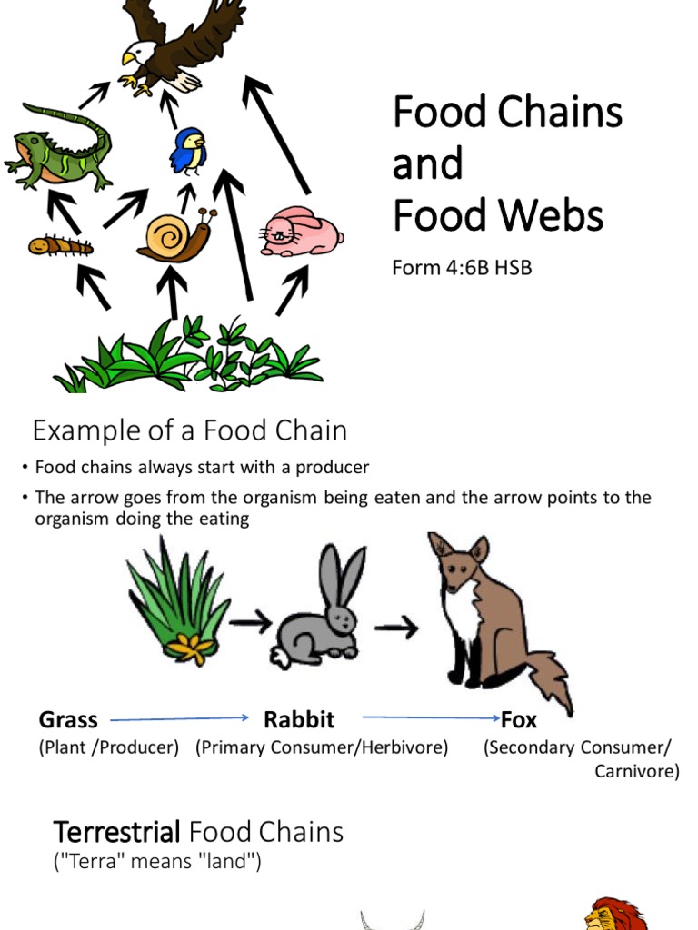 Food Chains and Food Webs | PDF