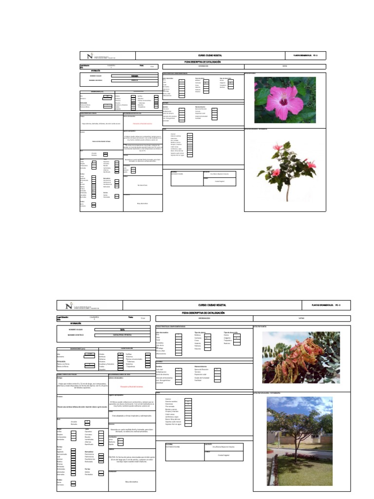 Plantas Eliana | PDF | Hoja | Flores