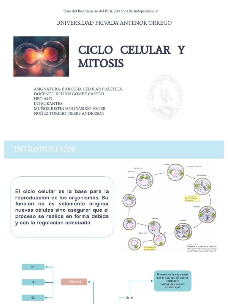 TMP2 - Muñoz Justiniano - Yasiret - NRC4447 - 20.11.2021 | PDF | Mitosis | Procesos celulares