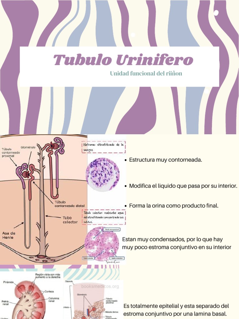 Tubulo Urinifero | Descargar gratis PDF | Riñón | Órgano (anatomía)