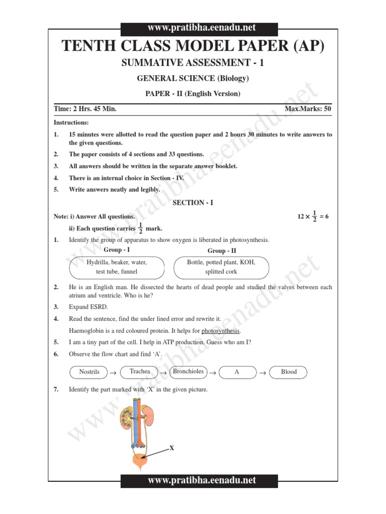 Tenth Sa1 Biologymp1E AP | PDF | Respiratory System | Anatomy