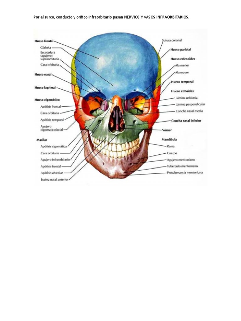 Accidentes Oseos | PDF | Anatomía humana | Sistema esquelético