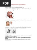 Nariz y Senos Paranasales | PDF | Nariz humana | Rinología