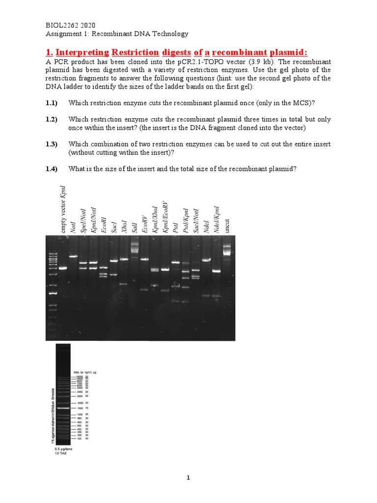 Molecular Biology Assignments | PDF | Molecular Cloning | Plasmid