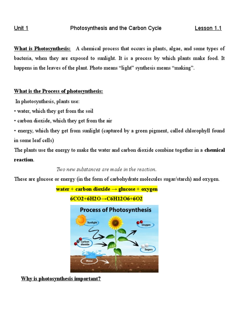 Unit 1 L-1.1 1.2 1.3 Science Grade 8 | PDF | Photosynthesis | Stoma