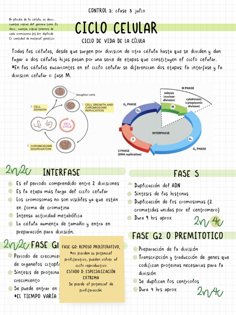 Biocel Ciclo y Apoptosis | PDF