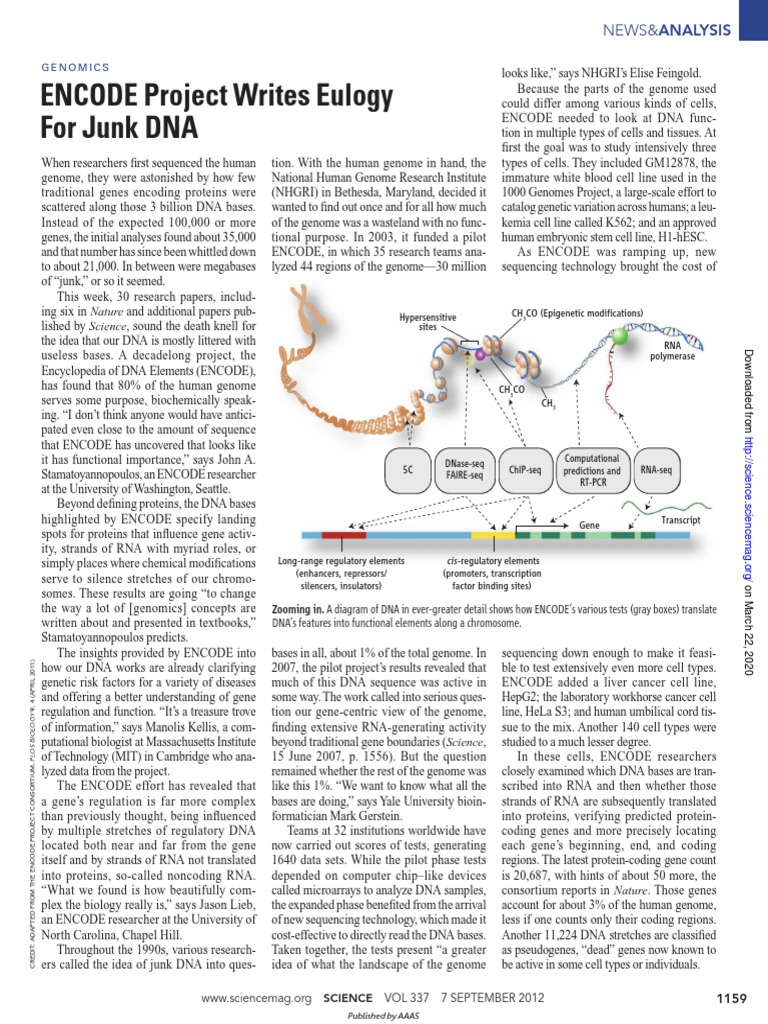 ENCODE Project Writes Eulogy For Junk DNA | PDF | Gene | Dna