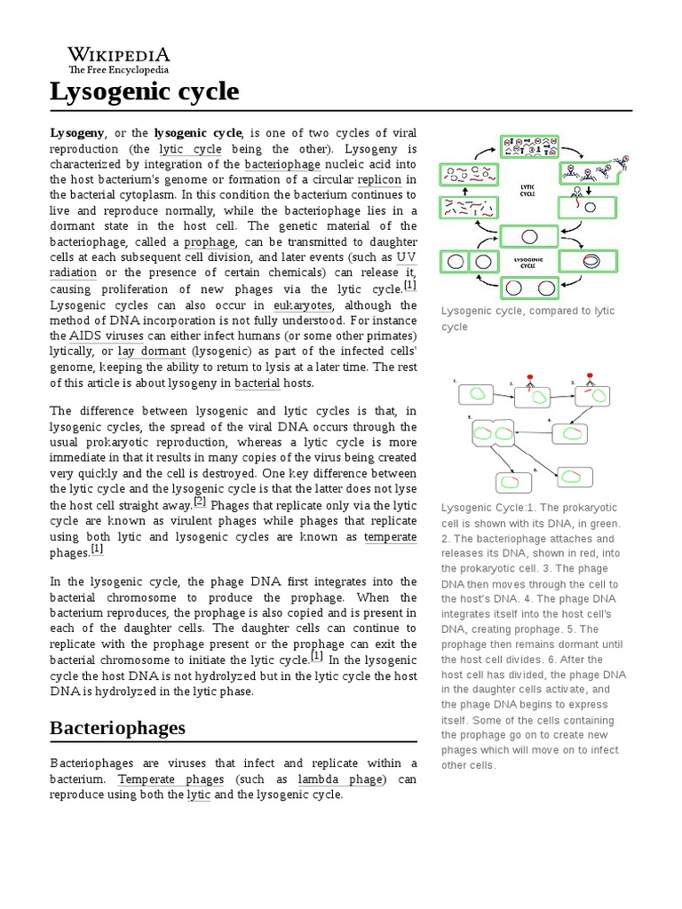 Lysogenic Cycle | PDF | Bacteriophage | Virology