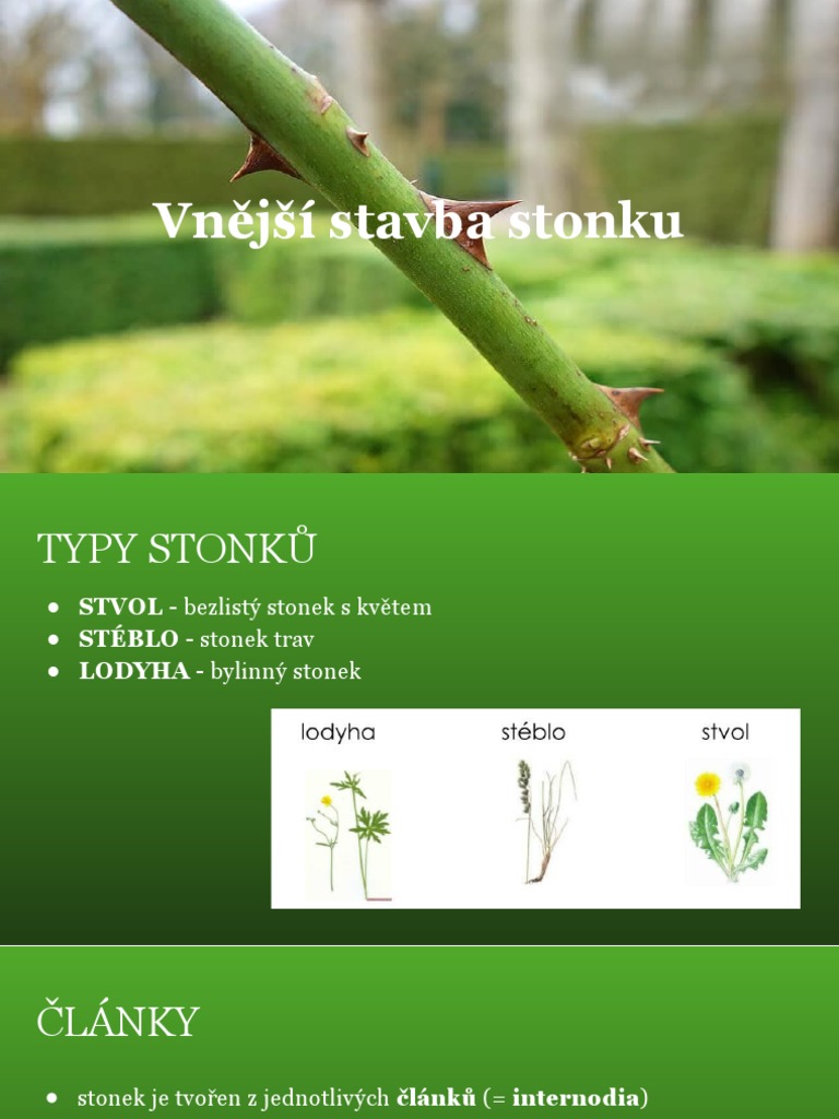 Vnejší Stavba Stonku | PDF