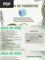 Oxyuris Equi | PDF | Tracto gastrointestinal | Intestino grueso