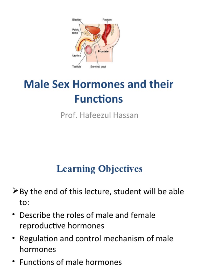 Male Sex Hormones Functions Pdf Luteinizing Hormone Gonadotropin