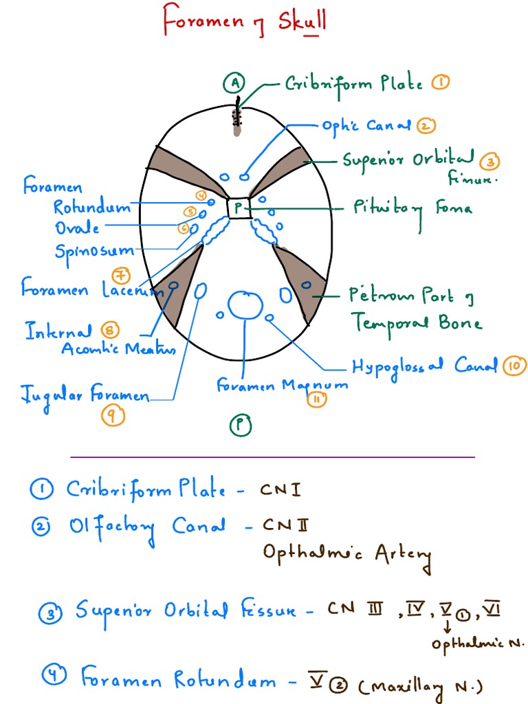 Foramen of Skull | PDF | Anatomy | Human Anatomy